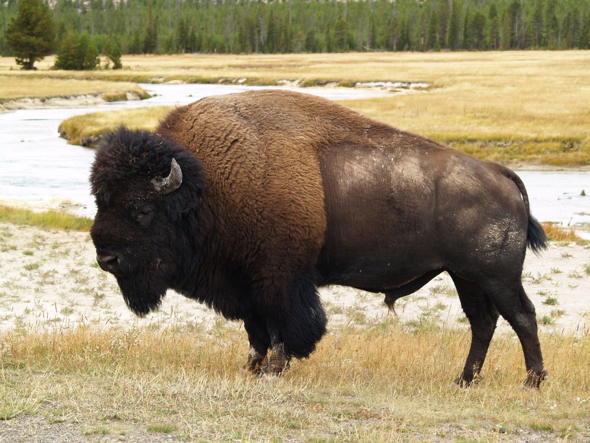 American Bison Tissue Paper Craft for Kids - Raise Curious Kids