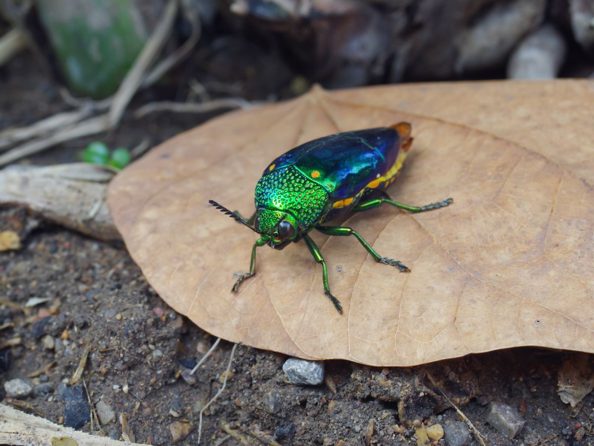 Scarab Beetle Craft for Kids - Raise Curious Kids