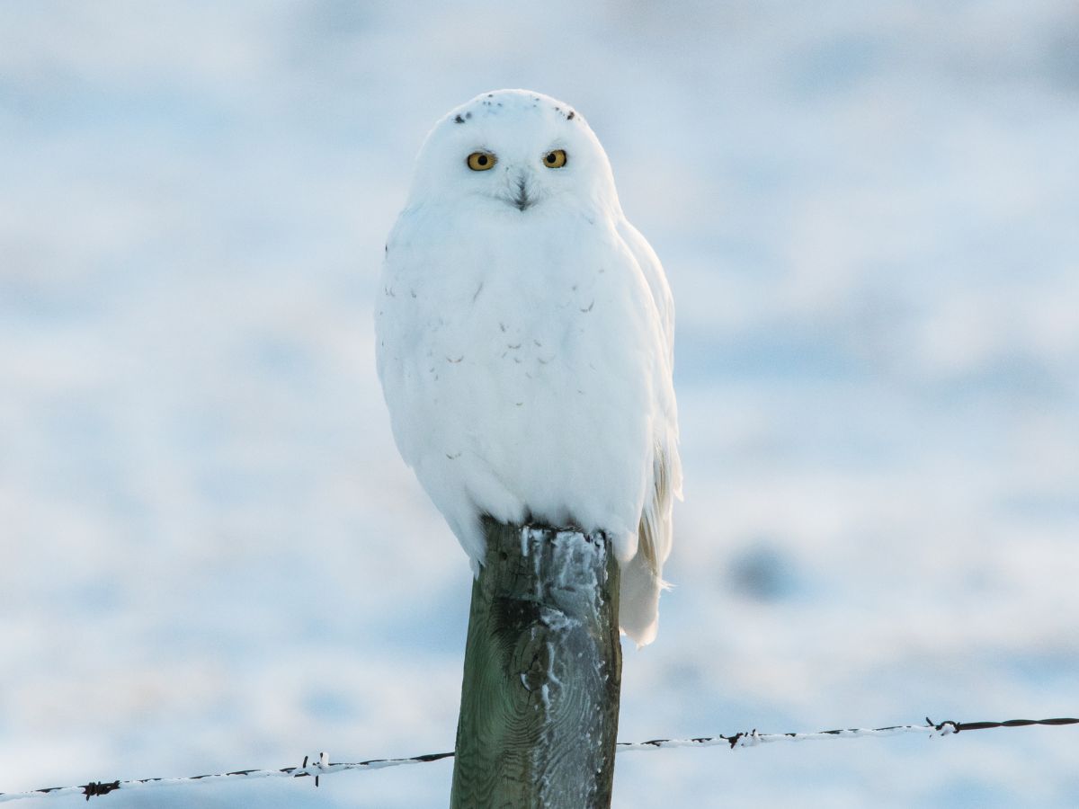 Snowy Owl Paper Plate Craft for Kids - Raise Curious Kids
