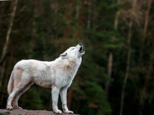 Howling Wolf Paper Plate Craft - Raise Curious Kids