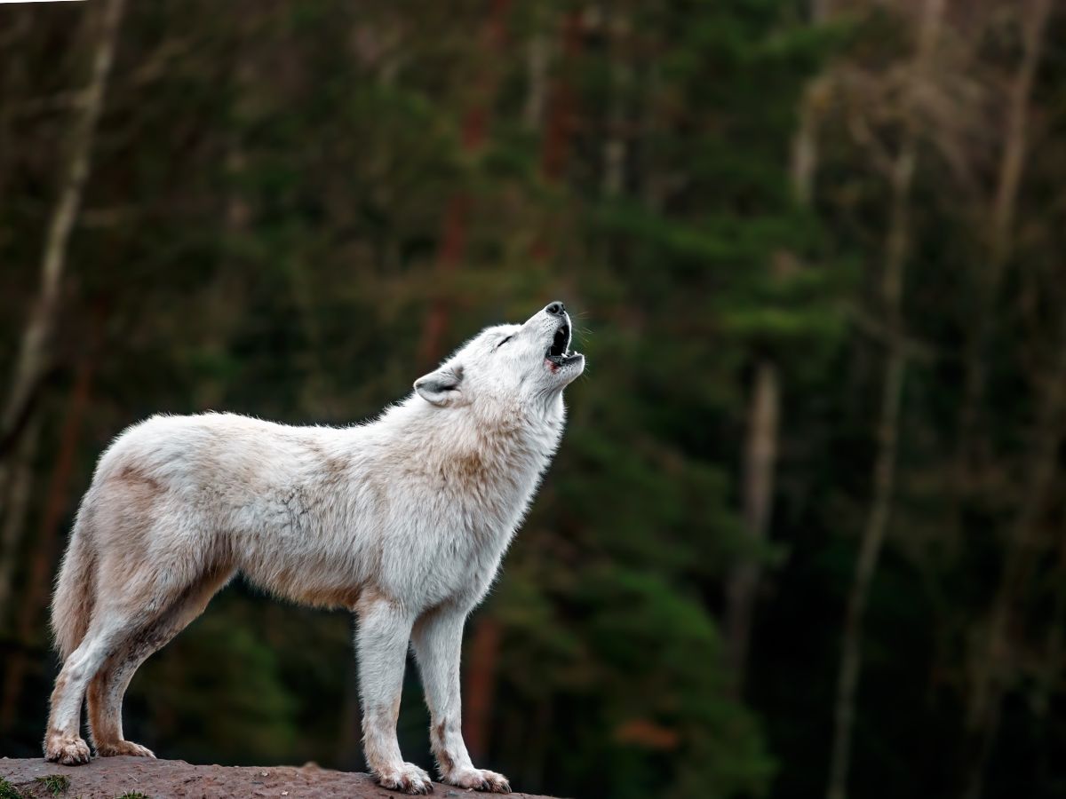 Howling Wolf Paper Plate Craft - Raise Curious Kids